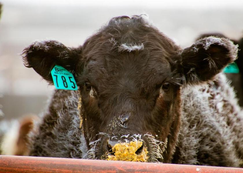Cattle Health Impacts Carcass Traits | Bovine Veterinarian