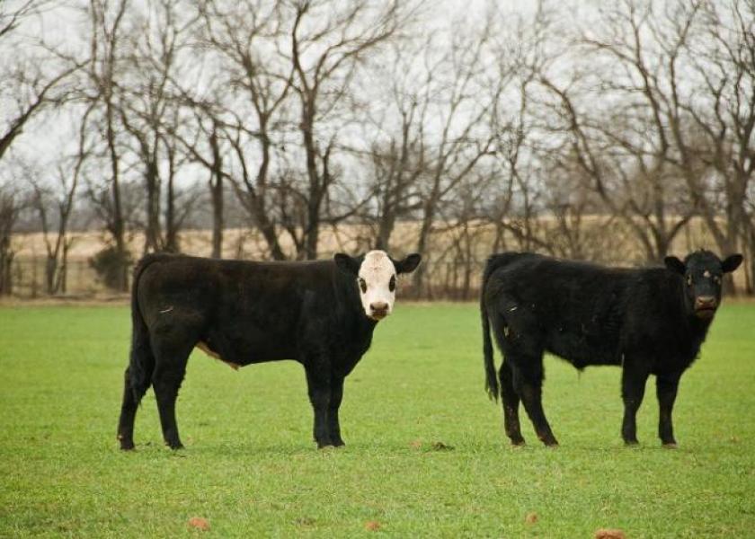 Control and Prevention of Wheat Pasture Bloat | Drovers