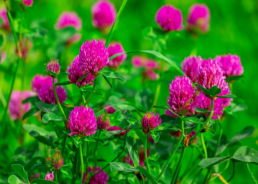 Time to Add Clovers to Your Pastures | Drovers