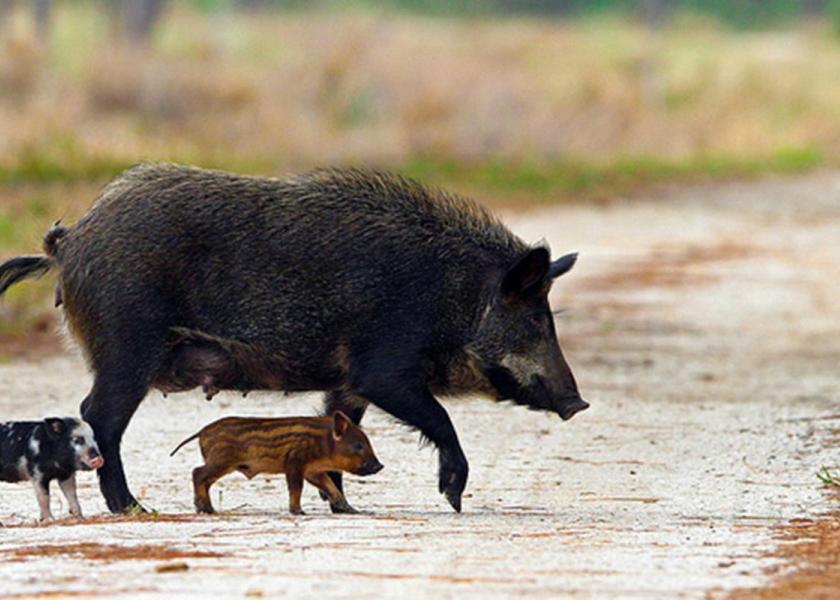 Czech Republic Discovers African Swine Fever in Dead Wild Pig | Pork ...