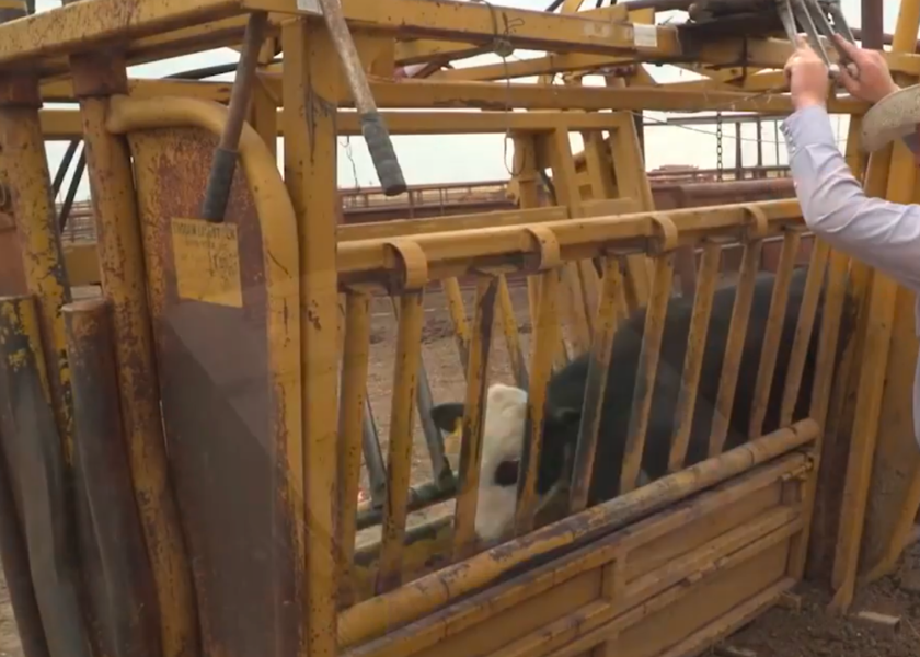 Cattle Handling and Stockmanship Influence on Animal Performance | Drovers