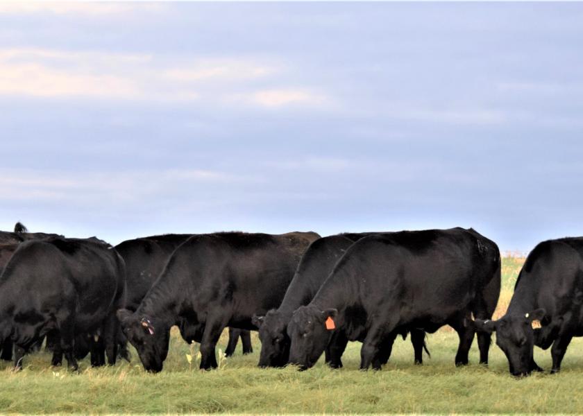 Jorgensen Land & Cattle Announces Investment in Technology Platform ...