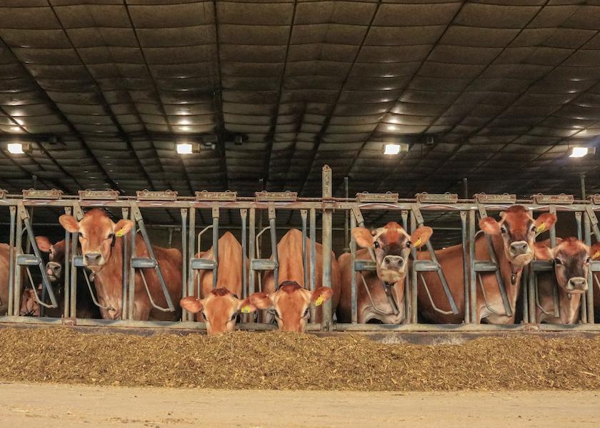 Technologies Tackle the Big Three in Transition Cows | Dairy Herd