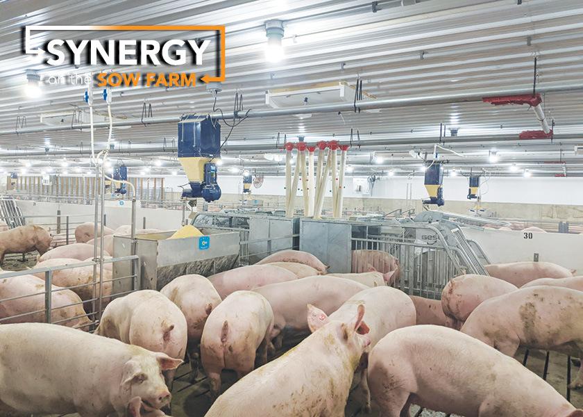 Ease Your Gilts into Electronic Sow Feeding Systems | Pork Business