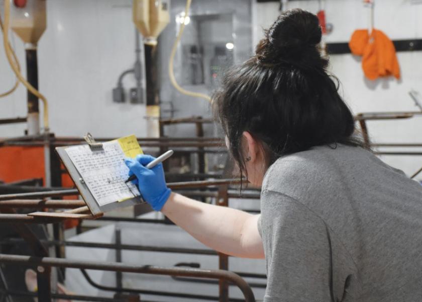 Assisting Sows During Farrowing: When Should You Intervene? | Pork Business