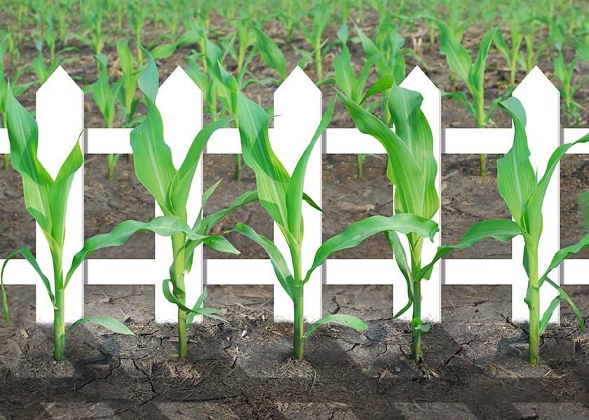 Do Pretty Corn Fields Actually Translate Into Higher Yields? | AgWeb