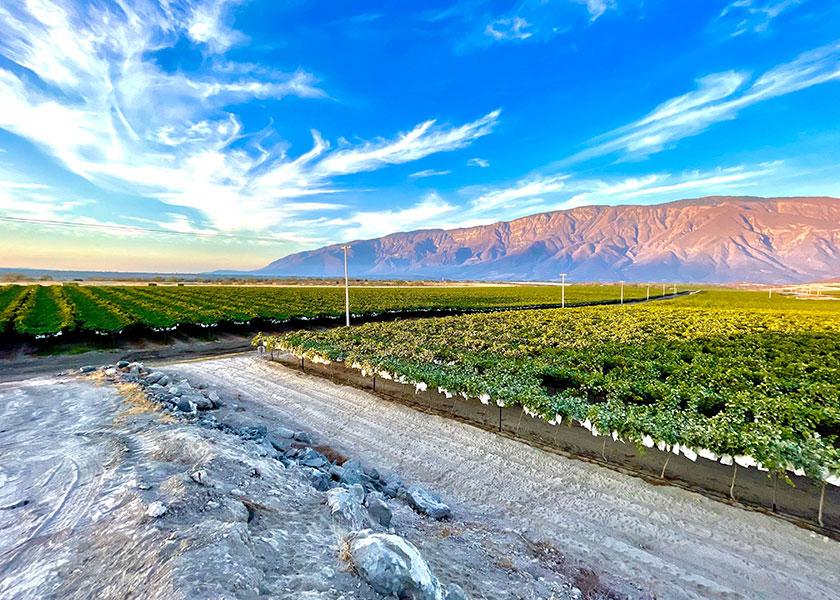 Strong table grape crop expected from Mexico | The Packer