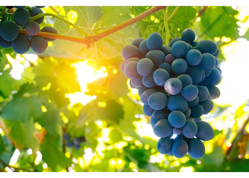 Mexican grape packout up nearly 20% | The Packer