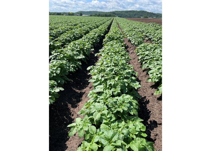 Alsum Farms expects strong-quality Wisconsin potato crop | The Packer