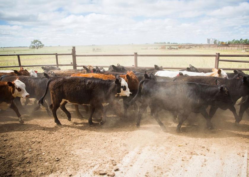 How to Find Treatment Success When Antibiotics Fail | Drovers