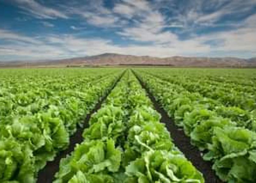 California lettuce, leafy greens producers take on tech | The Packer