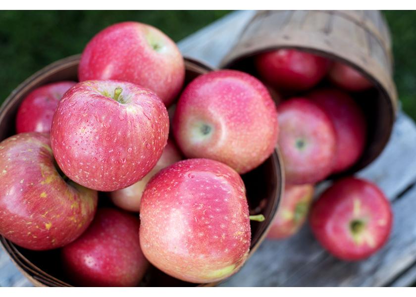 Family farms backbone of Michigan industry | The Packer