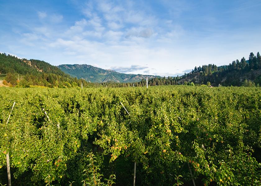 Seasonal organic fruit in good supply | The Packer