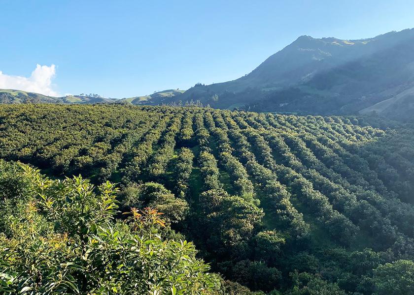 Avocados from Colombia: The newcomer to watch | The Packer