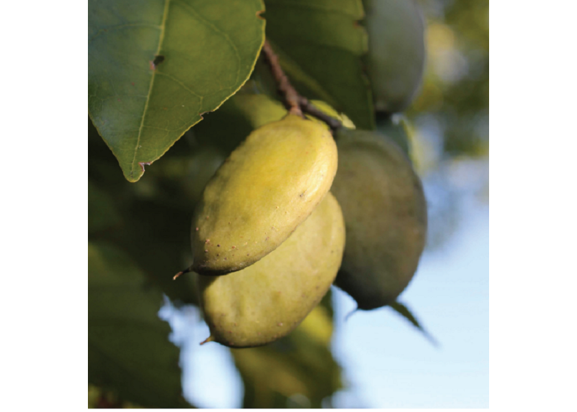 Pongamia may have a future in Florida | The Packer