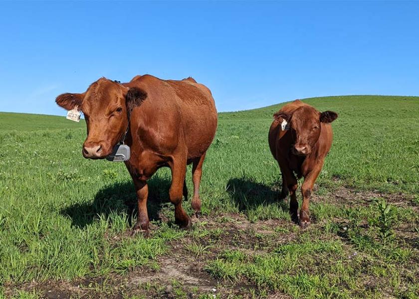 Researchers Explore Virtual Fencing As A Regenerative Cattle Grazing ...