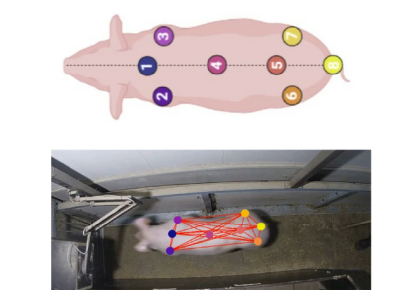 Determine Pig Body Dimension and Behavior Traits with One Camera | Pork ...