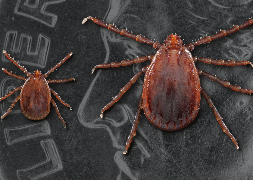 Asian Longhorned Tick Discovered in Northern Missouri | Drovers