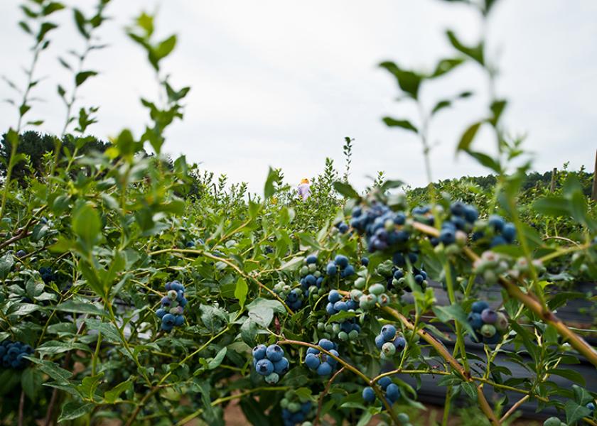 Chilean blueberry volume forecast down 8% from 2021 season | The Packer