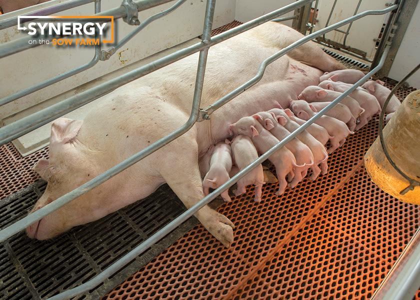 Channel Your Sow’s Superpower to Improve Pig Livability | Pork Business