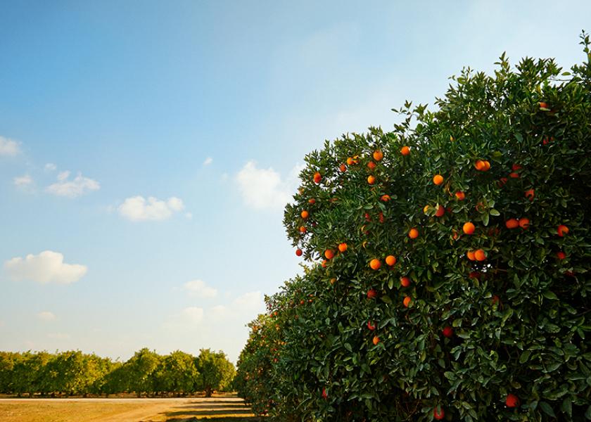 California and Arizona citrus growers anticipate strong season, despite ...