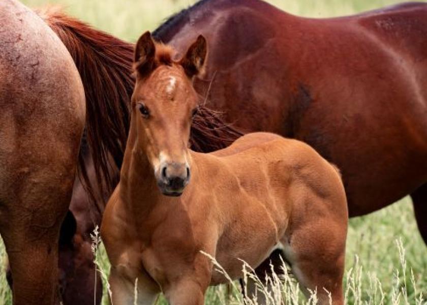 Young Horse Health and Nutritional Needs Have Their Own Story | Drovers