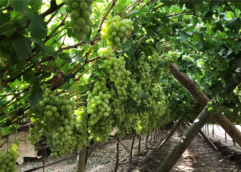 Awe Sum Organics begins winter organic table grape season | The Packer