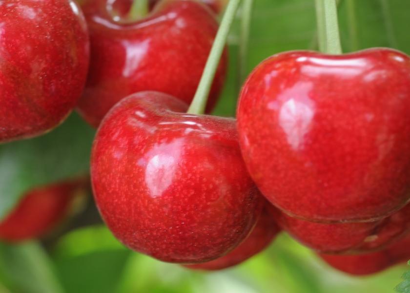 Chile flexes big supply of winter fruit | The Packer