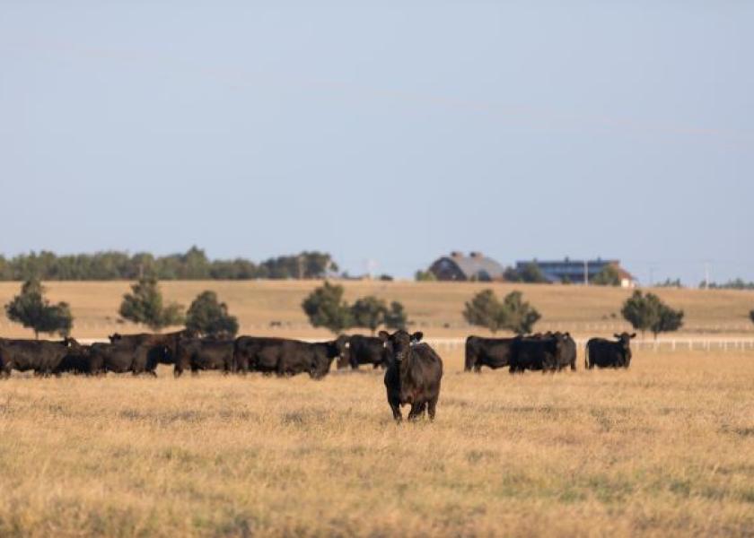 Keeping Cows Maternal | Drovers