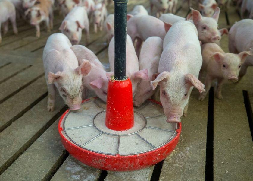 Gruel Creep Feeding Accelerates Growth, Alters Intestinal Health of ...