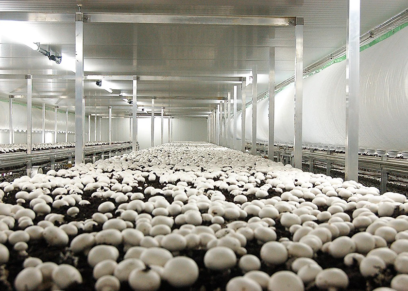 Phillips Mushroom Farms focusing on growth in organics | The Packer