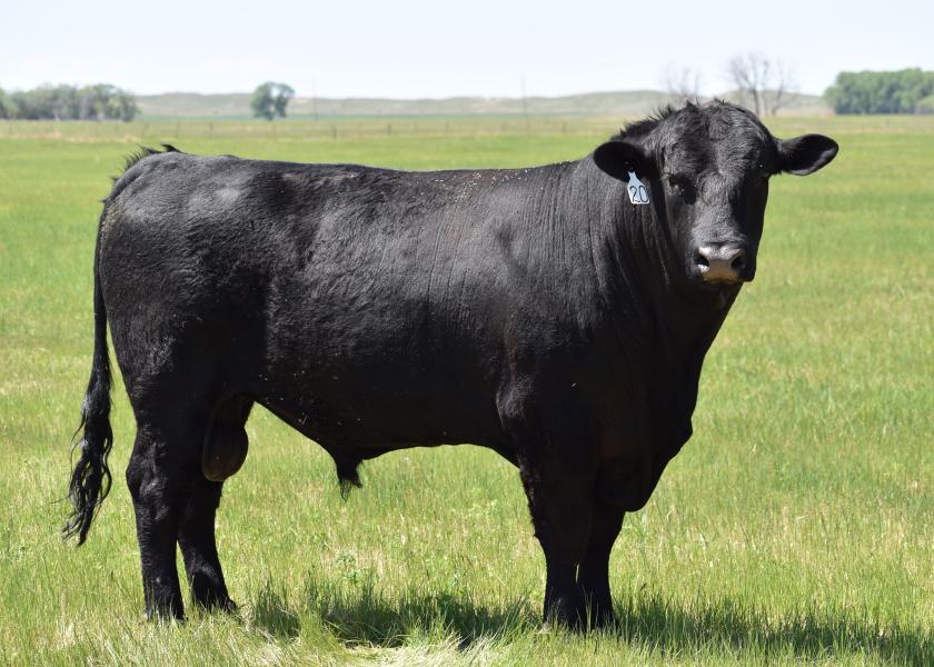 Buy or Lease a Bull: What's Best for Your Operation? | Drovers
