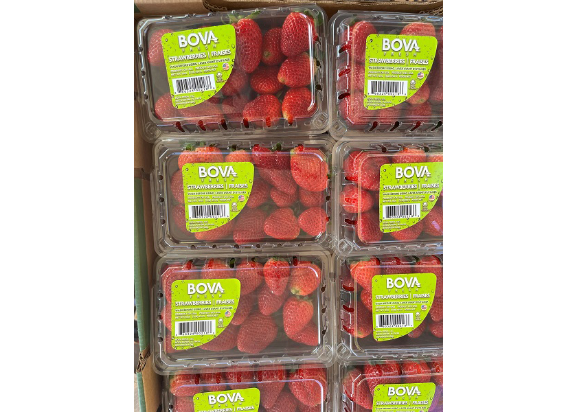 Bova Fresh plans new long-stem label, reports strong crop prospects ...