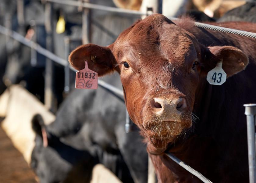 Label Changes for Implant Use are Coming in June | Bovine Veterinarian