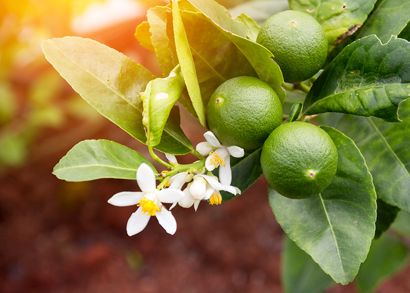 William H. Kopke Jr. Inc. expands commodity basket by adding Vision ...