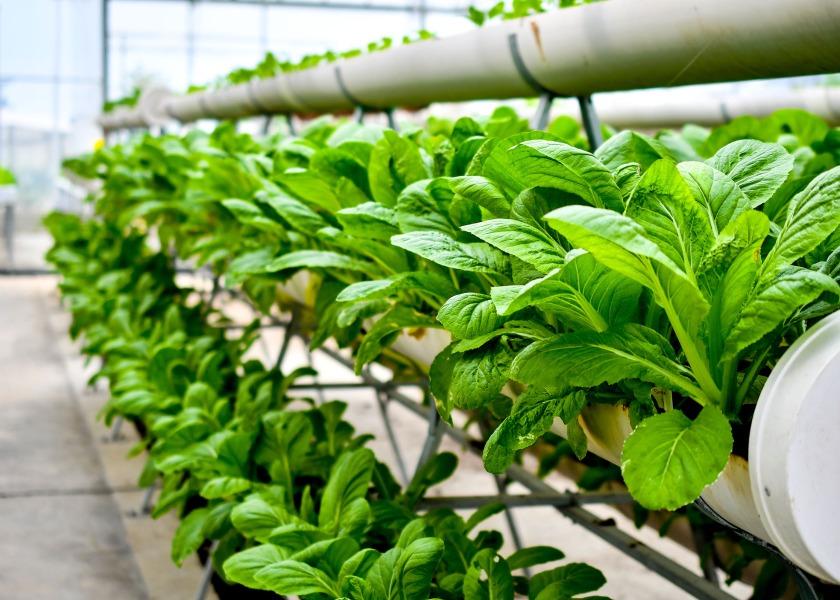 Local Bounti breaks ground at new controlled environment agriculture ...