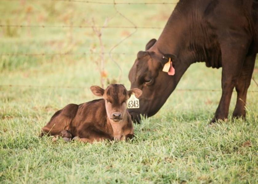 Don’t Forget the Cows | Drovers