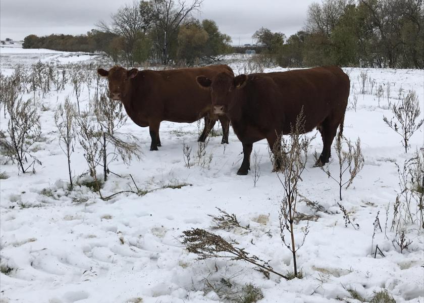 Prepare for Cold-Weather Calving | Drovers