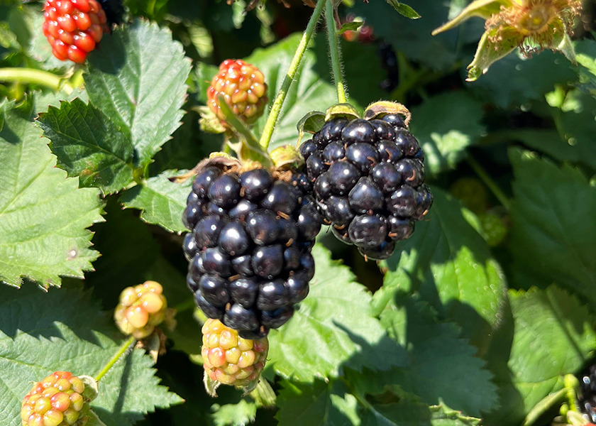 Good weather providing a boost for crop of Southeast berries | The Packer