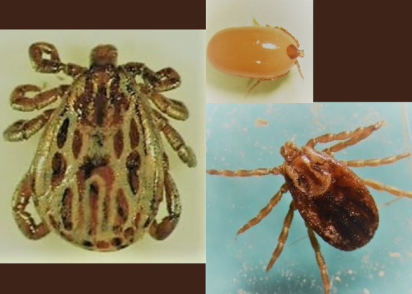 Winter Tick: What You Need to Know | Drovers