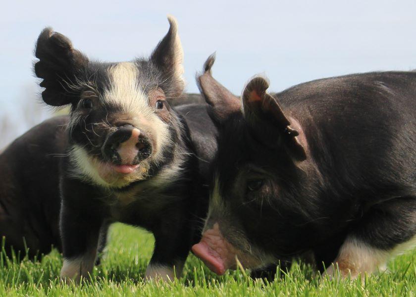 Specialized Diet for Berkshire Swine Nets More Profit | Pork Business