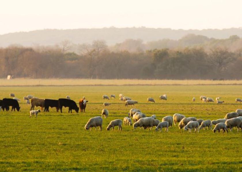 Diversify Income Opportunities with Multispecies Grazing | Drovers