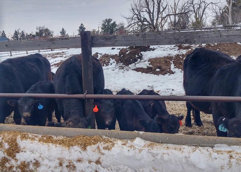 Mineral and Vitamin Considerations When Drylotting Cows | Drovers
