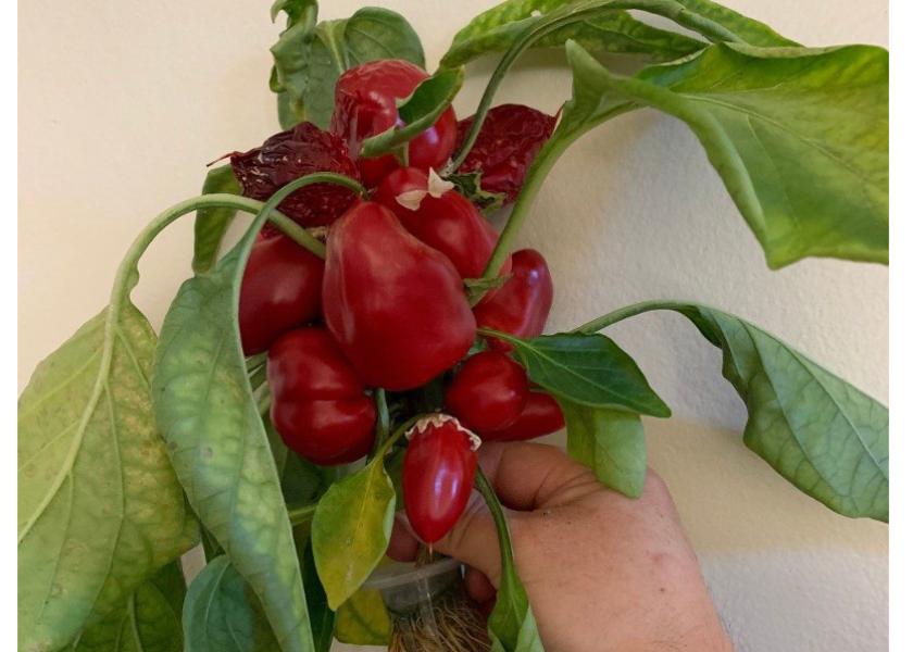 Researchers seek a snacking pepper that thrives in CEA | The Packer