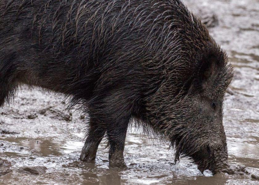 Wild Boar Carcass Composting Can Reduce Spread of African Swine Fever ...