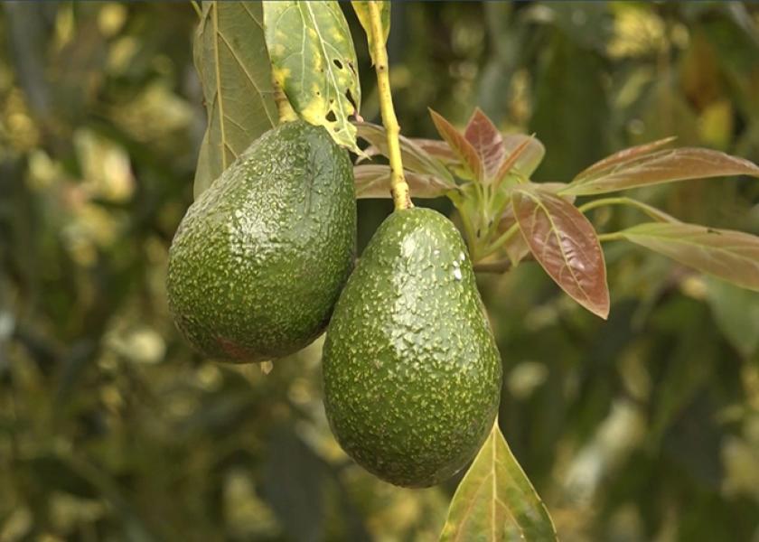 Avocado Institute touts commitment to biodiversity, sustainability ...
