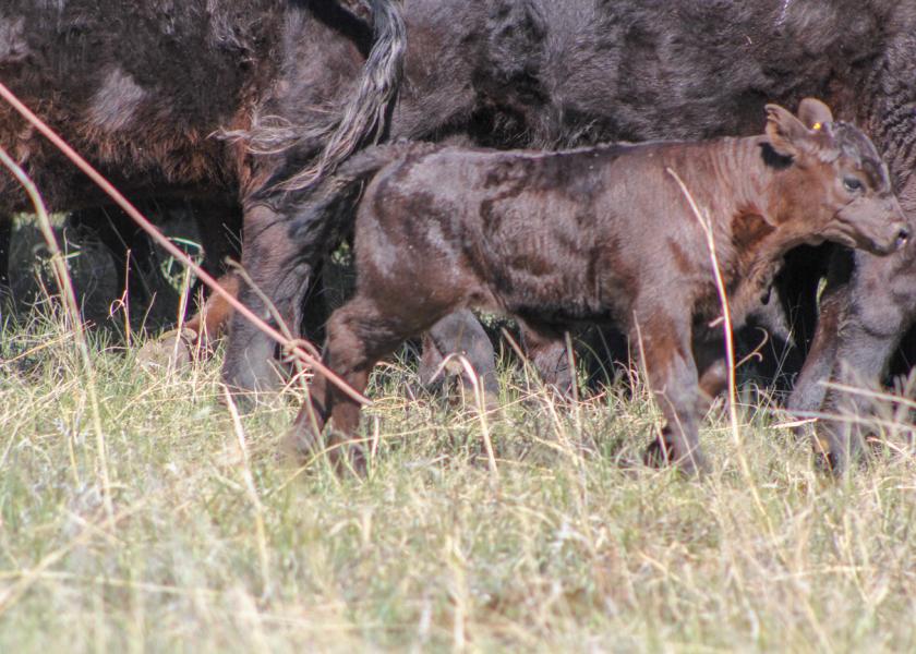 Calf Processing and Branding: Best Management Practices | Drovers