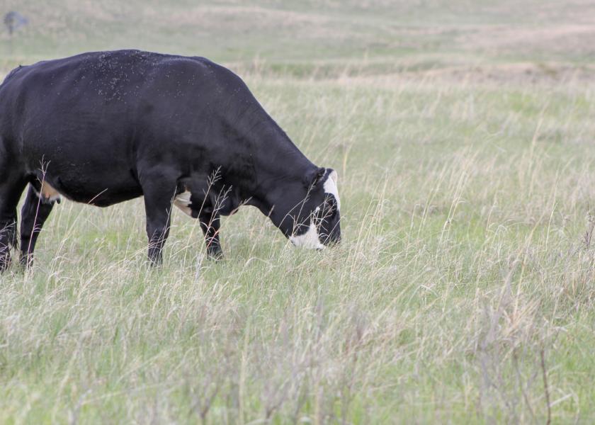 Preventing Grass Tetany in the Lactating Beef Cow this Spring | Drovers