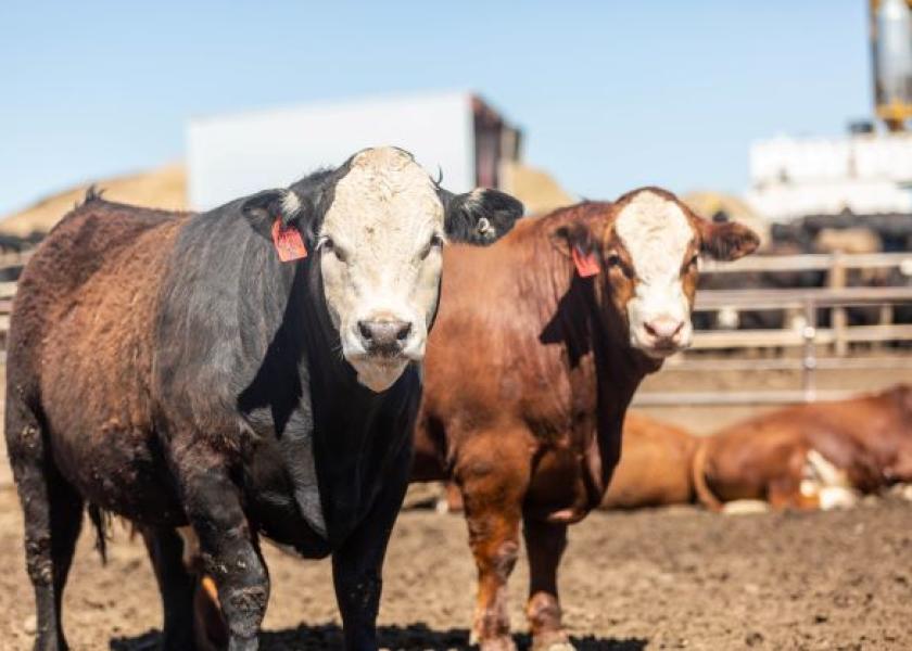 Fed Cattle Charge To New Spring Highs | Drovers