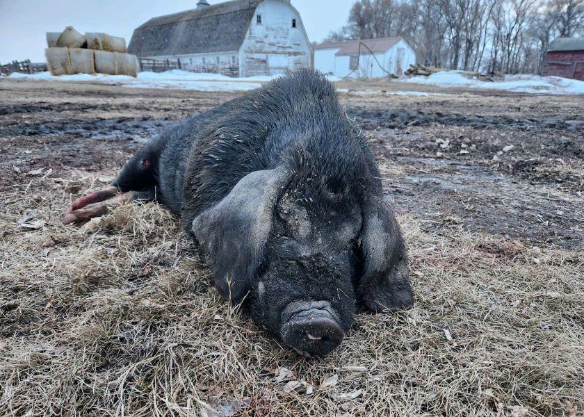 North Dakota Pig Attack Confirmed To Be An Escaped Domestic Pig | Pork ...